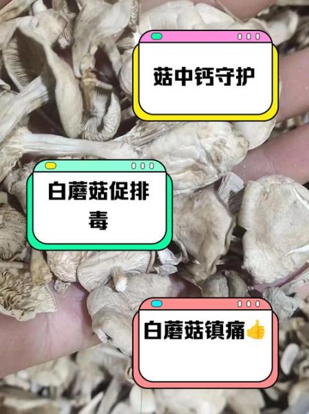白蘑菇怎么洗_白蘑菇可以生吃吗-第3张图片-山城妙识