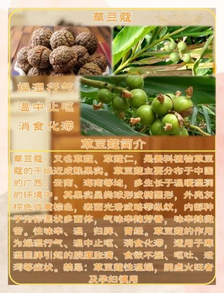 草寇的功效与作用_草寇的禁忌有哪些-第1张图片-山城妙识