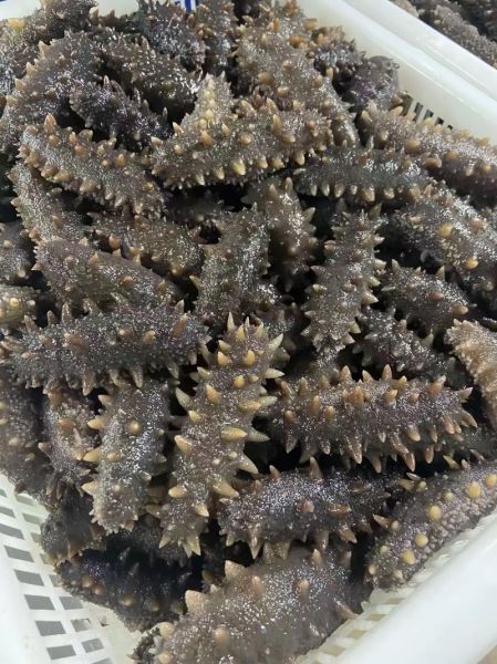 干海参回收价格多少钱一斤_干海参回收行情怎么样-第1张图片-山城妙识