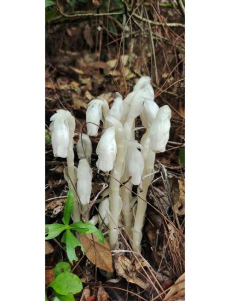 水晶兰有毒吗_水晶兰生长环境-第1张图片-山城妙识