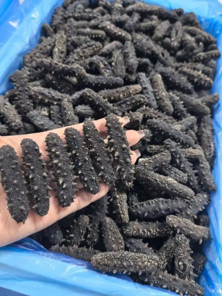 干海参回收价格多少钱一斤_干海参回收行情怎么样-第3张图片-山城妙识