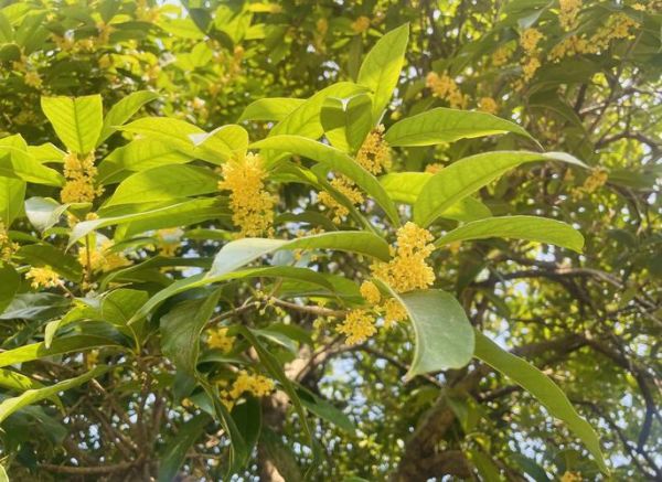 干桂花如何保存不变色_干桂花能保存多久-第3张图片-山城妙识