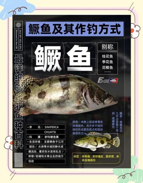 桂花鱼的营养价值_桂花鱼的禁忌有哪些-第3张图片-山城妙识