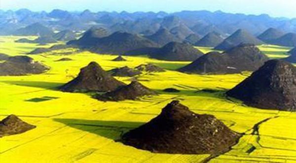 罗平油菜花最佳时间_什么时候去罗平看油菜花最合适-第1张图片-山城妙识