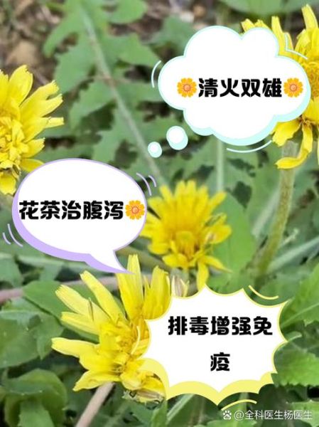 喝蒲公英水会加速肝硬化吗_真相解析-第2张图片-山城妙识