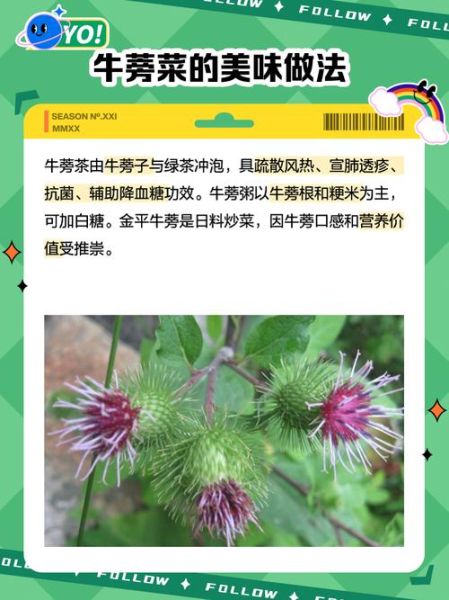 鲜牛蒡怎么吃_鲜牛蒡的禁忌有哪些-第2张图片-山城妙识 鲜牛蒡怎么吃_鲜牛蒡的禁忌有哪些-第2张图片-山城妙识