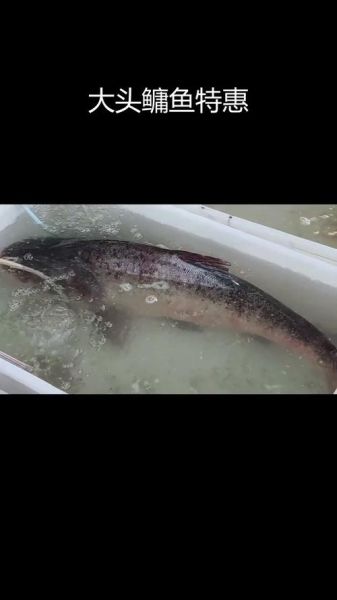 鳙鱼价格多少一斤_鳙鱼多少钱一斤-第1张图片-山城妙识