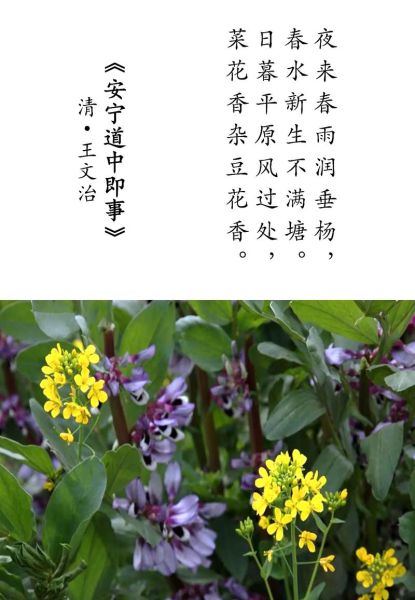 油菜花诗句最出名的是哪一句_油菜花古诗赏析-第1张图片-山城妙识