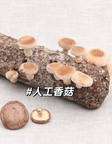 野生花菇和香菇的区别_哪个更营养-第3张图片-山城妙识