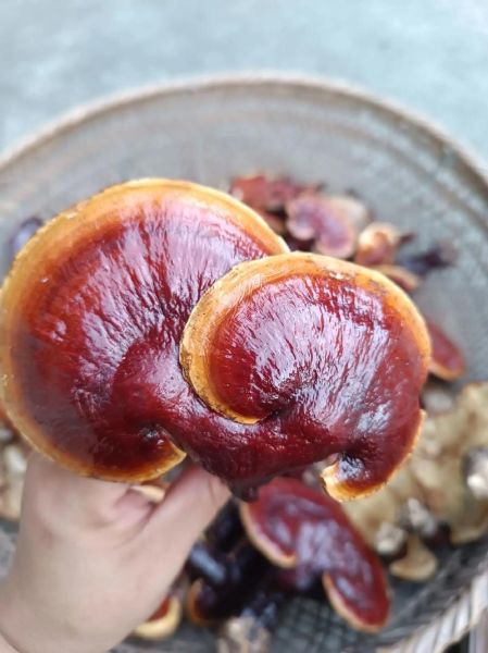 灵芝泡水喝的正确方法_灵芝泡水一天喝几次-第3张图片-山城妙识