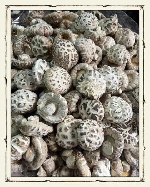 白花菇和普通花菇的区别_白花菇为什么贵-第1张图片-山城妙识