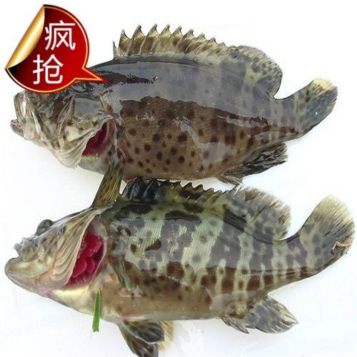 青石斑鱼多少钱一斤_青石斑鱼价格走势-第1张图片-山城妙识 青石斑鱼多少钱一斤_青石斑鱼价格走势-第1张图片-山城妙识