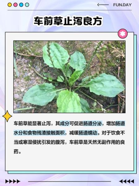 车前草的功效与作用_车前草能治疗哪些疾病-第3张图片-山城妙识 车前草的功效与作用_车前草能治疗哪些疾病-第3张图片-山城妙识