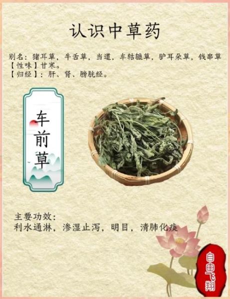 车前草的功效与作用_车前草能治疗哪些疾病-第1张图片-山城妙识 车前草的功效与作用_车前草能治疗哪些疾病-第1张图片-山城妙识