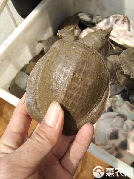 500克甲鱼苗批发多少钱_甲鱼苗价格行情-第3张图片-山城妙识