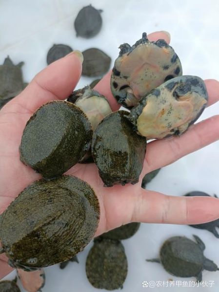 500克甲鱼苗批发多少钱_甲鱼苗价格行情-第2张图片-山城妙识