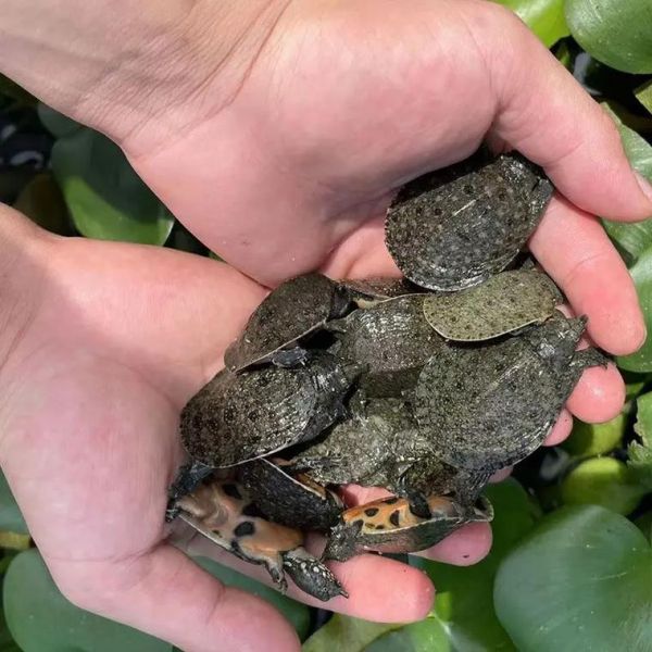 500克甲鱼苗批发多少钱_甲鱼苗价格行情-第1张图片-山城妙识