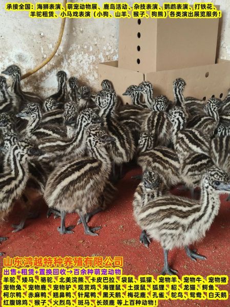 100斤鸵鸟多少钱一只_鸵鸟价格行情-第1张图片-山城妙识