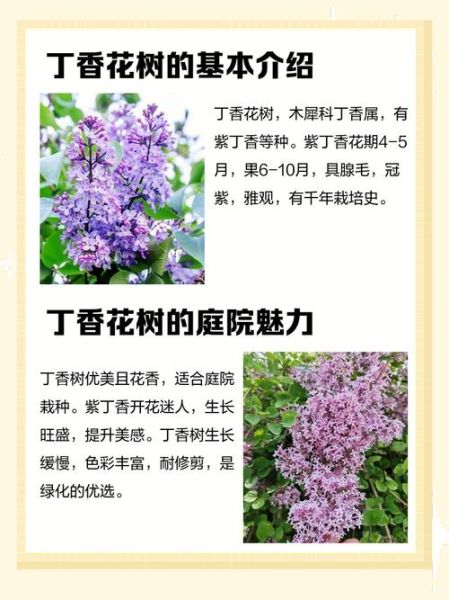 丁香树怎么养_丁香树花期多久-第1张图片-山城妙识