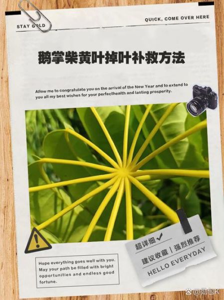 鹅掌柴叶子发黄掉落_怎么办-第1张图片-山城妙识