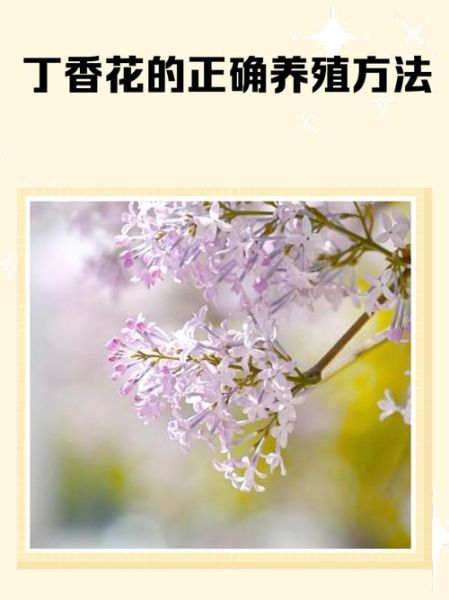 丁香树怎么养_丁香树花期多久-第3张图片-山城妙识