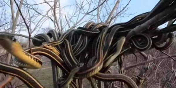 八三年蛇灾是真的吗_1983年蛇灾真相揭秘-第1张图片-山城妙识