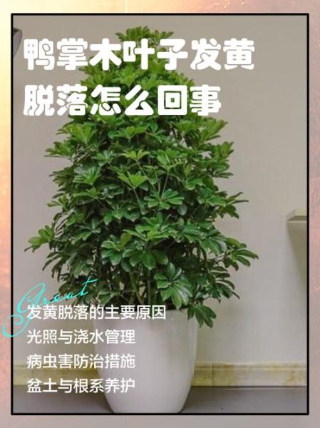 鹅掌柴叶子发黄掉落_怎么办-第3张图片-山城妙识