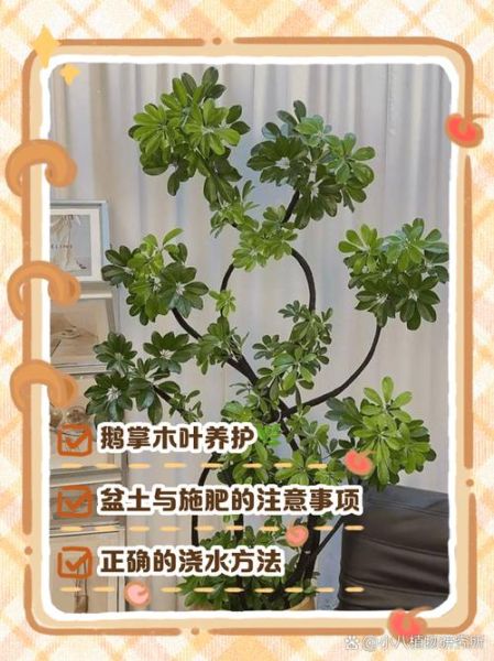 鹅掌柴叶子发黄掉落_怎么办-第2张图片-山城妙识