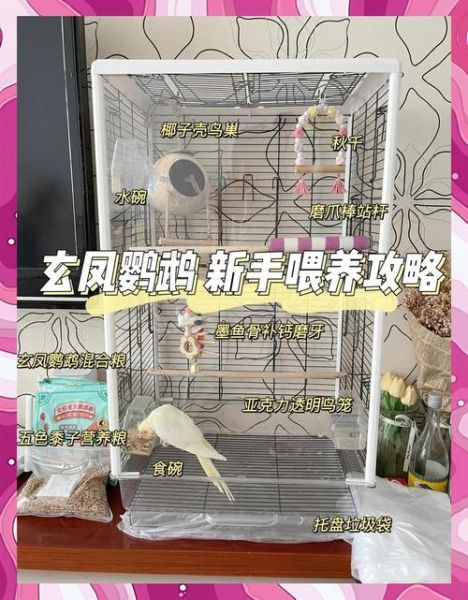 玄凤鹦鹉怎么养_玄凤鹦鹉吃什么-第3张图片-山城妙识