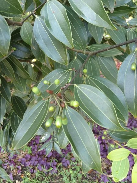 肉桂图片大全大图_肉桂高清图片怎么找-第1张图片-山城妙识 肉桂图片大全大图_肉桂高清图片怎么找-第1张图片-山城妙识