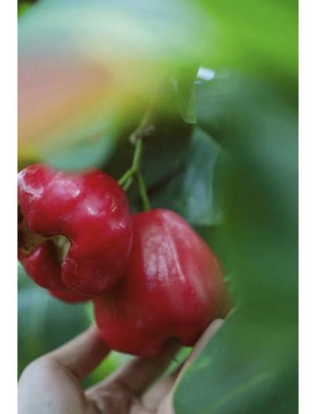 蒲桃怎么吃_蒲桃的功效与作用-第1张图片-山城妙识 蒲桃怎么吃_蒲桃的功效与作用-第1张图片-山城妙识