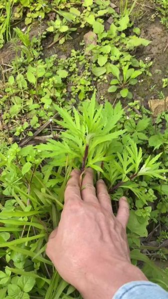 蒌蒿满地芦芽短是什么意思_蒌蒿和芦芽的区别-第2张图片-山城妙识