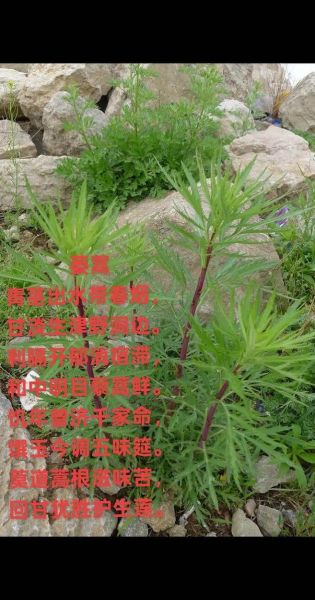 蒌蒿满地芦芽短是什么意思_蒌蒿和芦芽的区别-第3张图片-山城妙识
