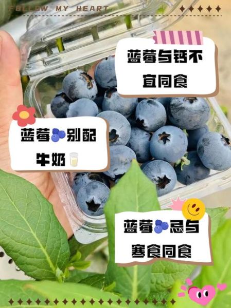蓝莓不能和什么一起吃_蓝莓相克食物有哪些-第2张图片-山城妙识