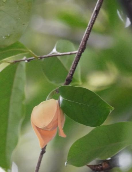 刺果番荔枝的功效与作用_刺果番荔枝怎么吃效果最好-第2张图片-山城妙识