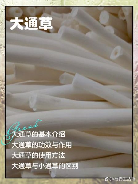 通草图片长什么样_通草真假辨别方法-第1张图片-山城妙识