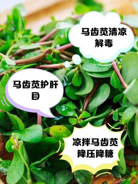 马齿苋怎么凉拌好吃_马齿苋凉拌做法大全-第2张图片-山城妙识