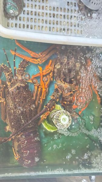 2斤澳龙够几个人吃_澳龙一人吃多少-第3张图片-山城妙识