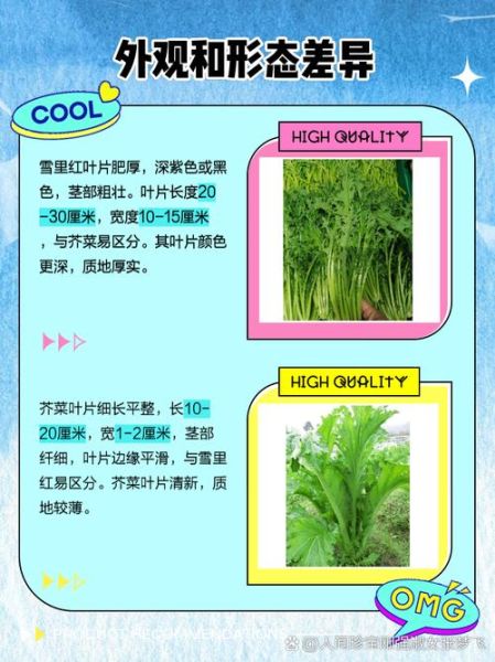 雪里红长什么样子_雪里红和芥菜的区别-第1张图片-山城妙识