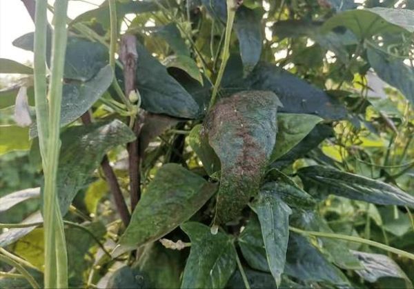 豇豆锈病初期症状_如何识别与防治-第1张图片-山城妙识 豇豆锈病初期症状_如何识别与防治-第1张图片-山城妙识