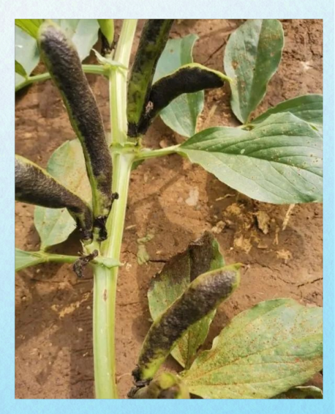 豇豆锈病初期症状_如何识别与防治-第3张图片-山城妙识 豇豆锈病初期症状_如何识别与防治-第3张图片-山城妙识