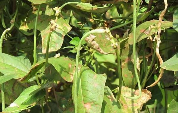 豇豆锈病初期症状_如何识别与防治-第2张图片-山城妙识 豇豆锈病初期症状_如何识别与防治-第2张图片-山城妙识
