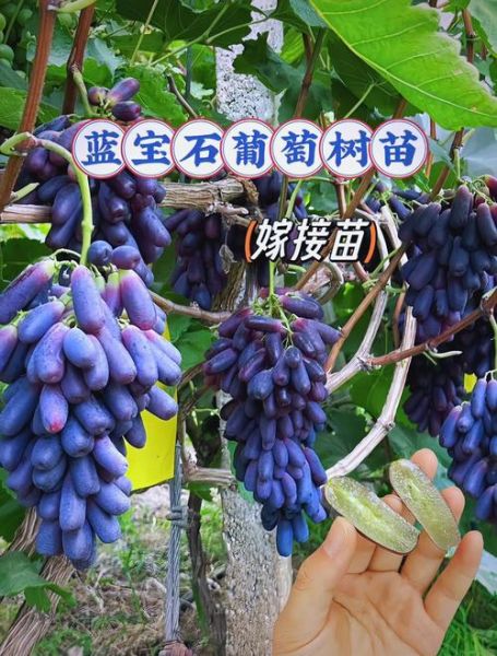 蓝宝石葡萄为什么不建议种_蓝宝石葡萄种植风险-第3张图片-山城妙识