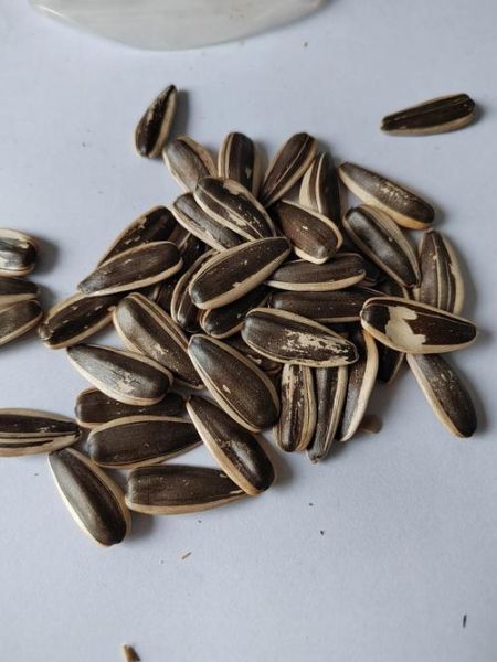 角瓜子是什么_角瓜子的功效与作用-第1张图片-山城妙识