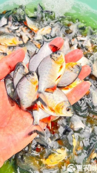 金鲳鱼苗多少钱一斤_金鲳鱼苗批发价格行情-第1张图片-山城妙识