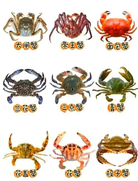 螃蟹图片高清_如何挑选高清螃蟹图片-第2张图片-山城妙识
