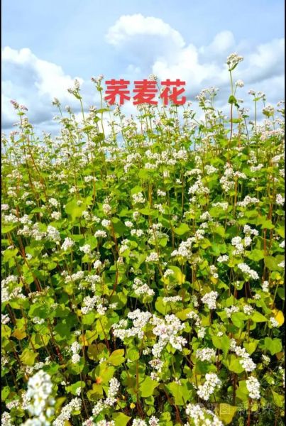 荞麦花的花语是什么_荞麦花适合送什么人-第1张图片-山城妙识
