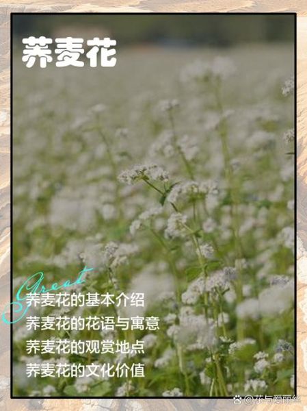 荞麦花的花语是什么_荞麦花适合送什么人-第2张图片-山城妙识