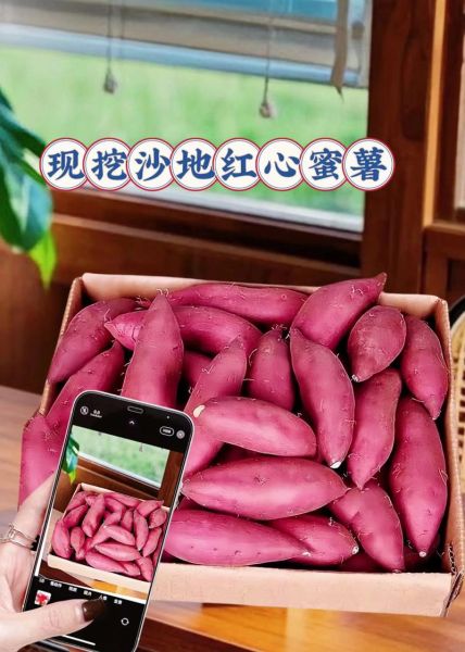 全国最好吃的红薯排名_哪里产的红薯最甜-第3张图片-山城妙识 全国最好吃的红薯排名_哪里产的红薯最甜-第3张图片-山城妙识