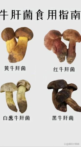 中国最贵的蘑菇有哪些_野生菌价格排行-第2张图片-山城妙识